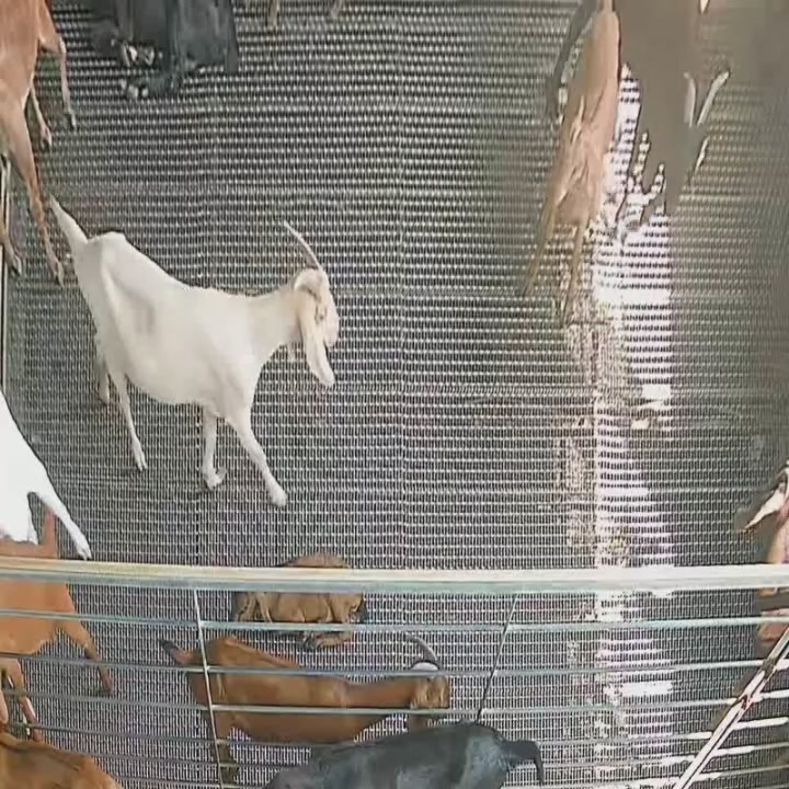 Top 2d Object Detection Dataset And Pre Trained Model By Sheepdetection