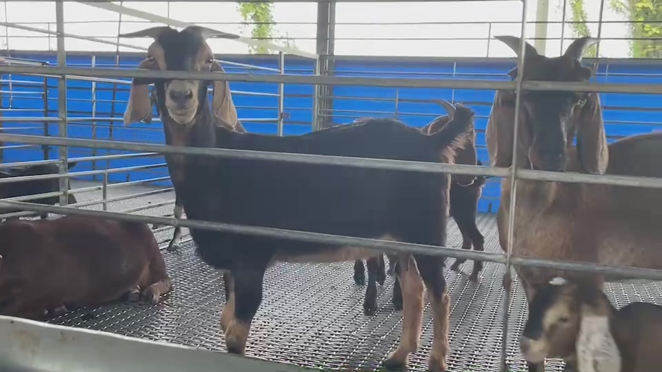 Sheep Weight Object Detection Model By Sheepdetection