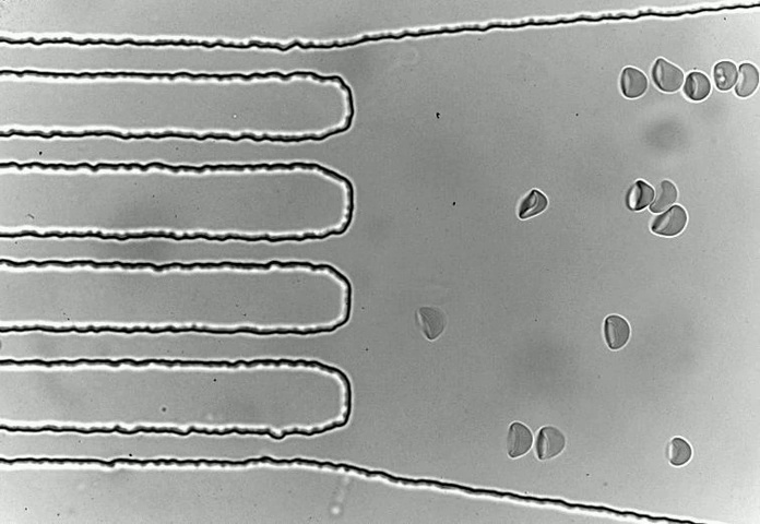 RBC detection Object Detection Dataset and Pre-Trained Model by train