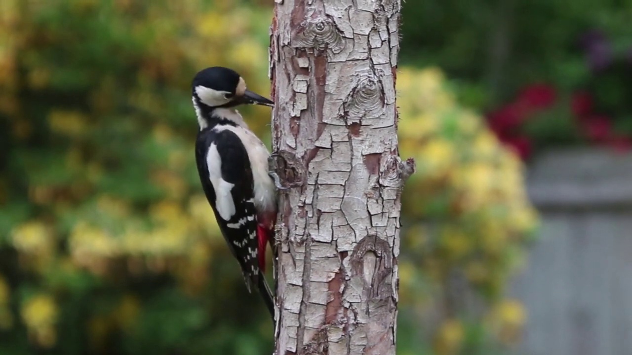 birds Instance Segmentation Dataset by Myself