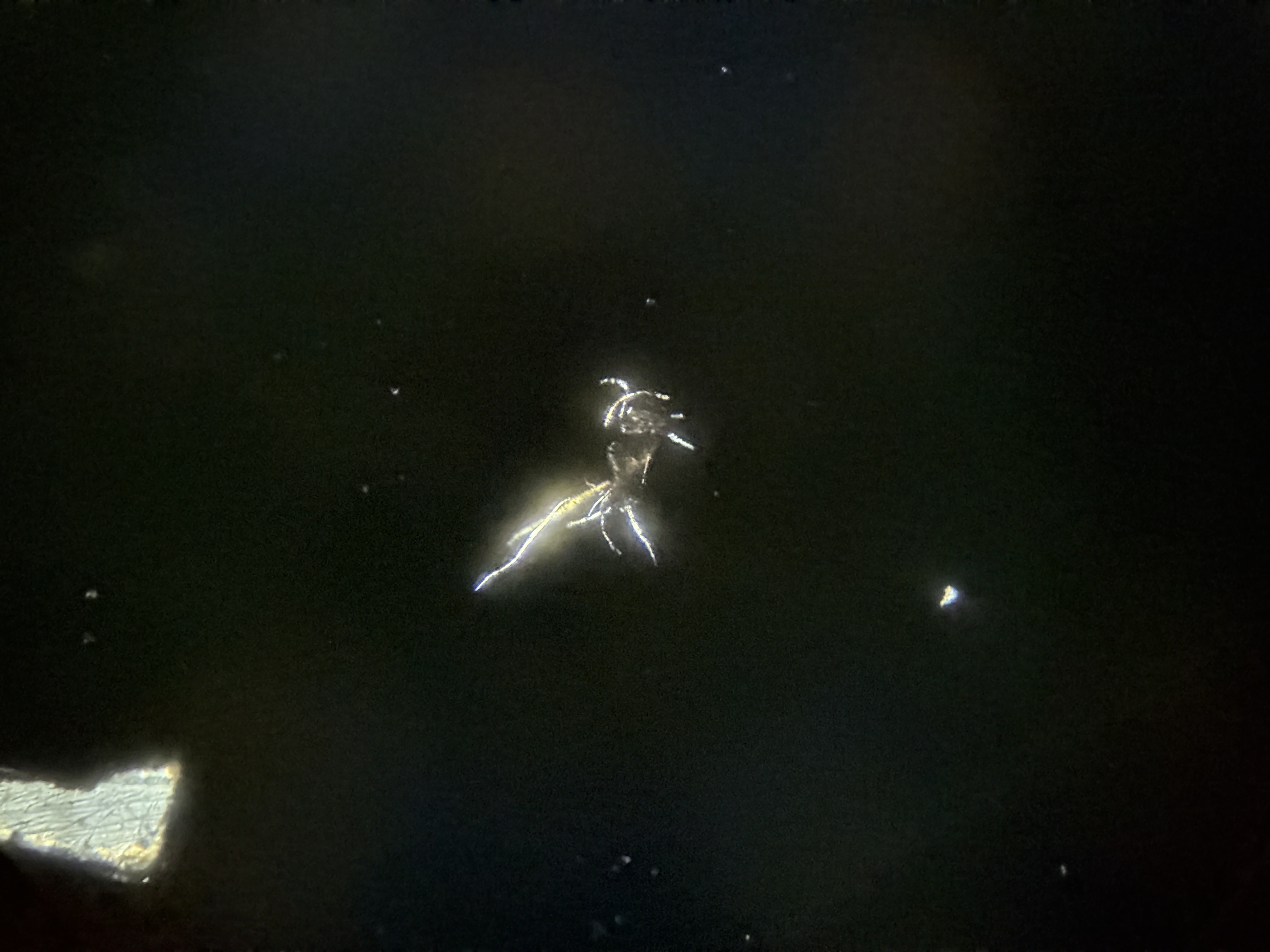 Microplastic type Object Detection Model by Object detection