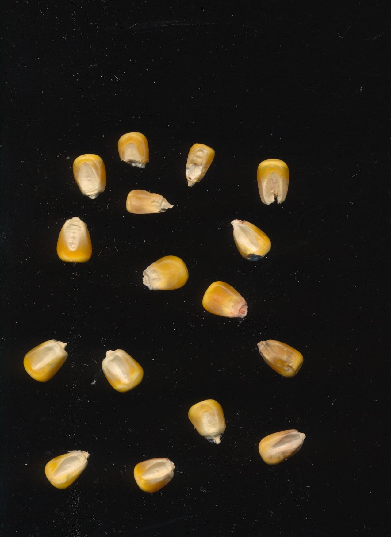 corn Object Detection Model by corn