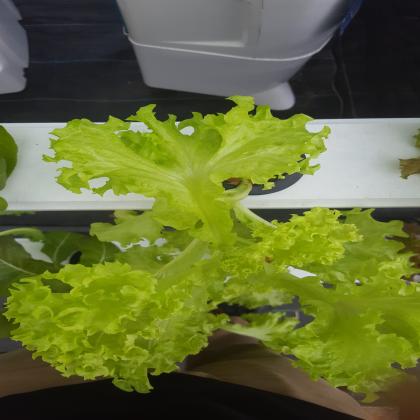 How to Use the lettuce-checker Object Detection API