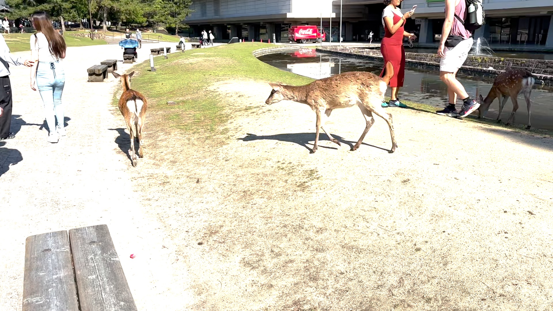 deer Object Detection Dataset by hiroto