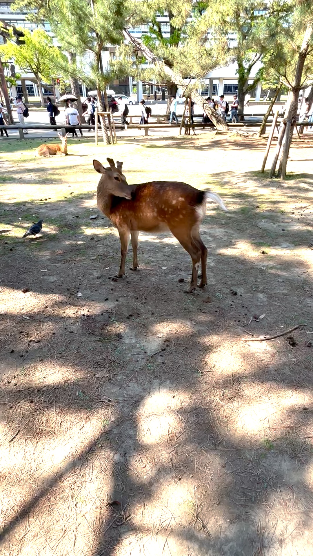 deer 2 Object Detection Dataset and Pre-Trained Model by hiroto