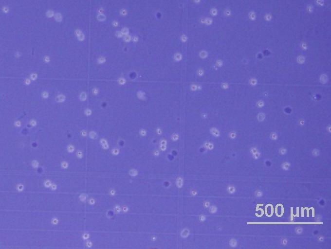 asdfasd Instance Segmentation Dataset by huhu