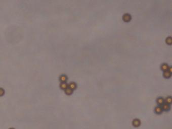 asdf Object Detection Model (v7, 2023-10-21 12:07am) by huhu