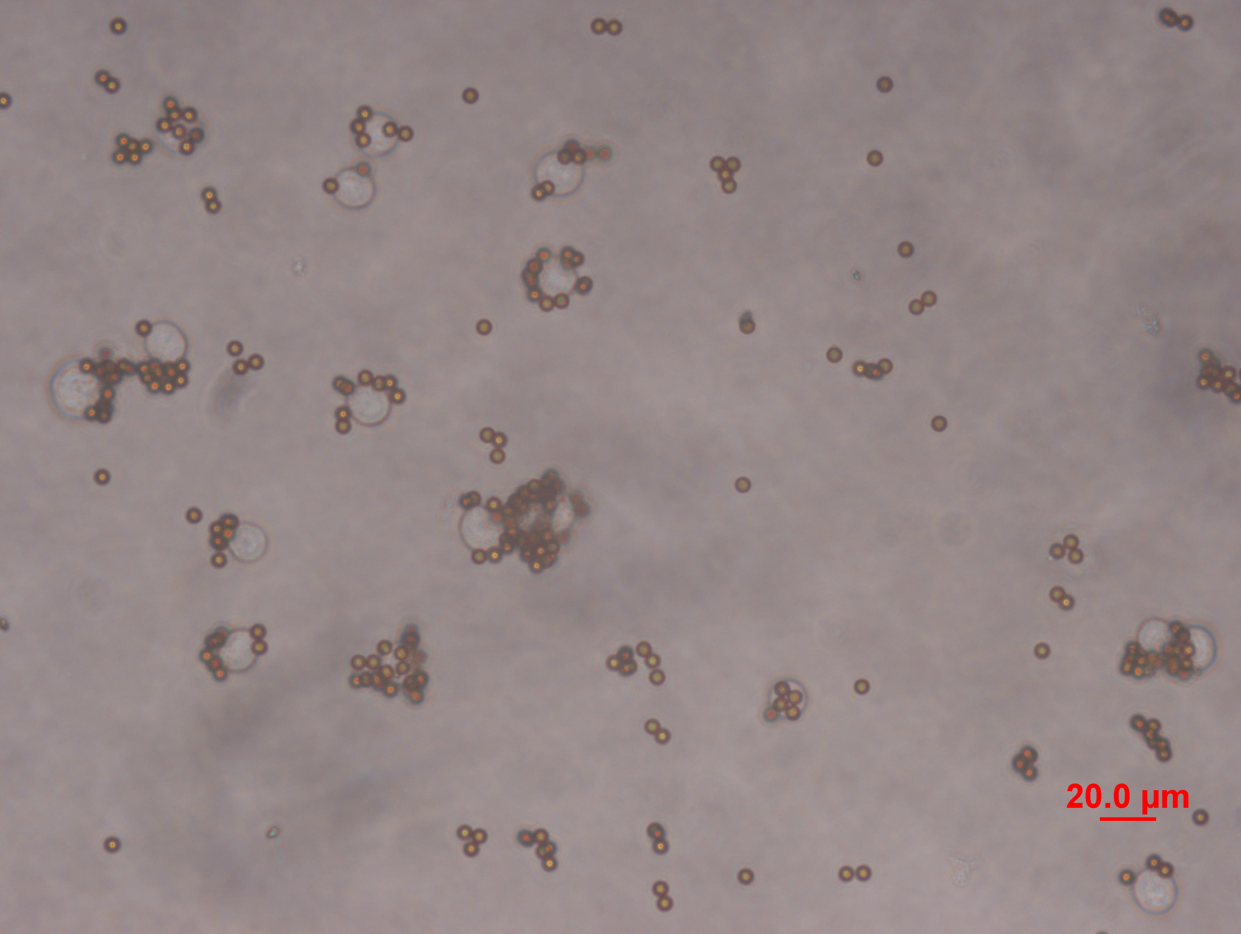 cell bead Object Detection Dataset by huhu