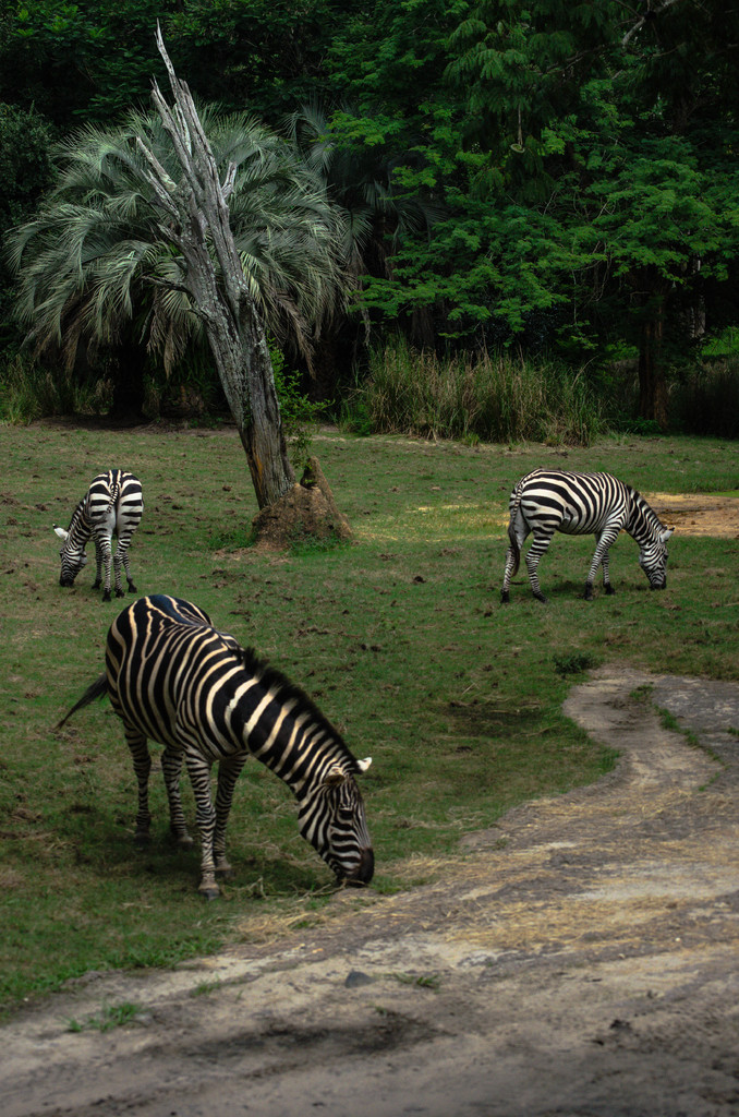 ZebraTest Object Detection Dataset by ML
