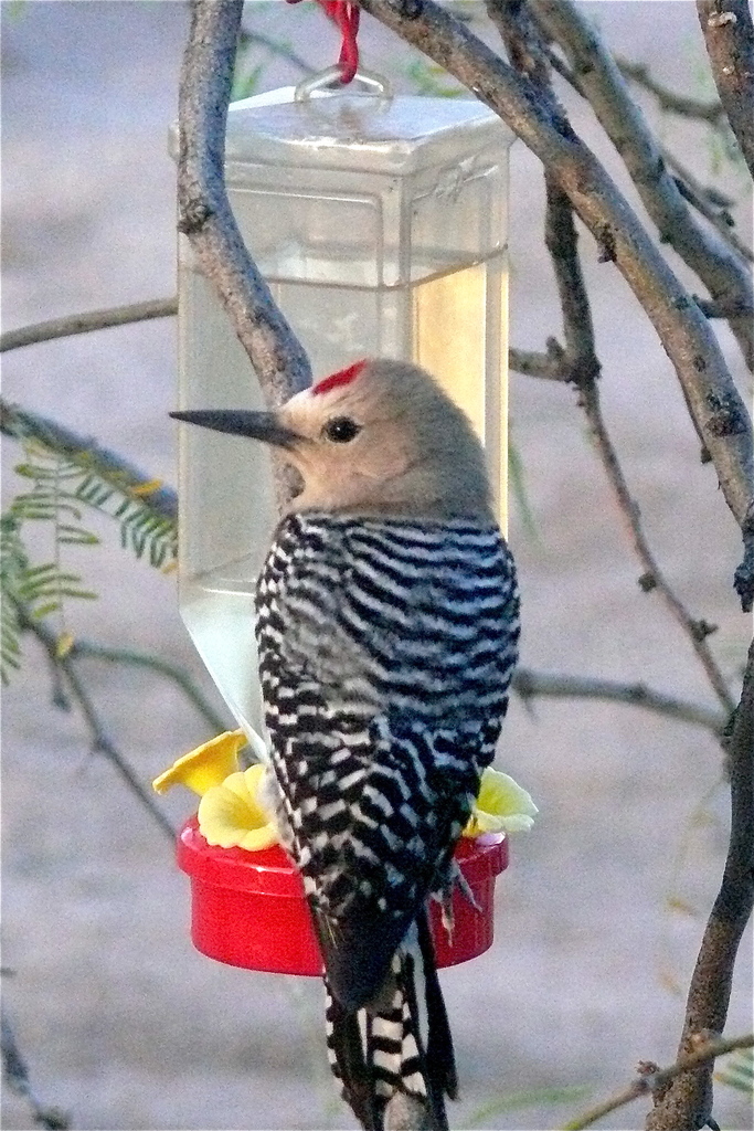 Woodpecker Object Detection Dataset by ML
