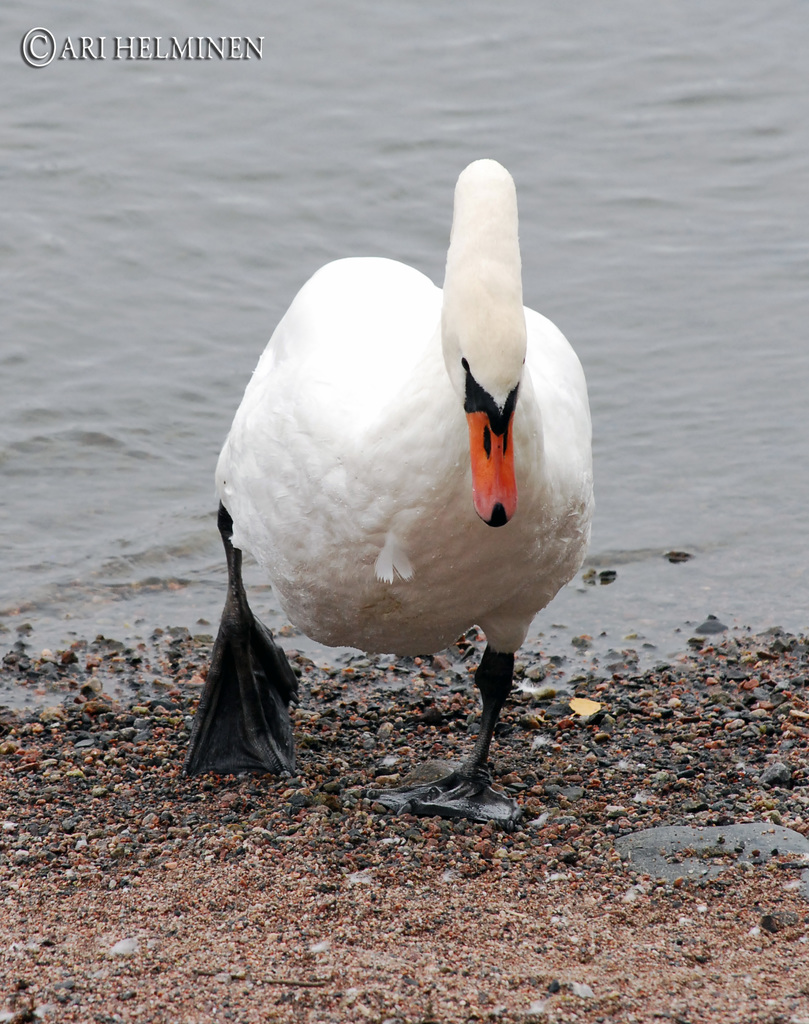 Goose Object Detection Dataset by ML