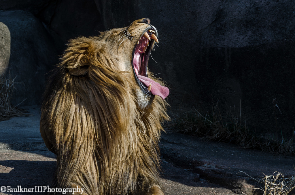 LionTest Object Detection Dataset by ML