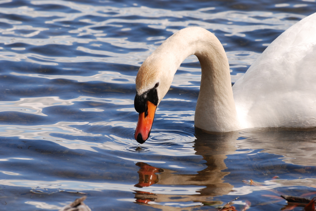 Swan Object Detection Dataset by ML