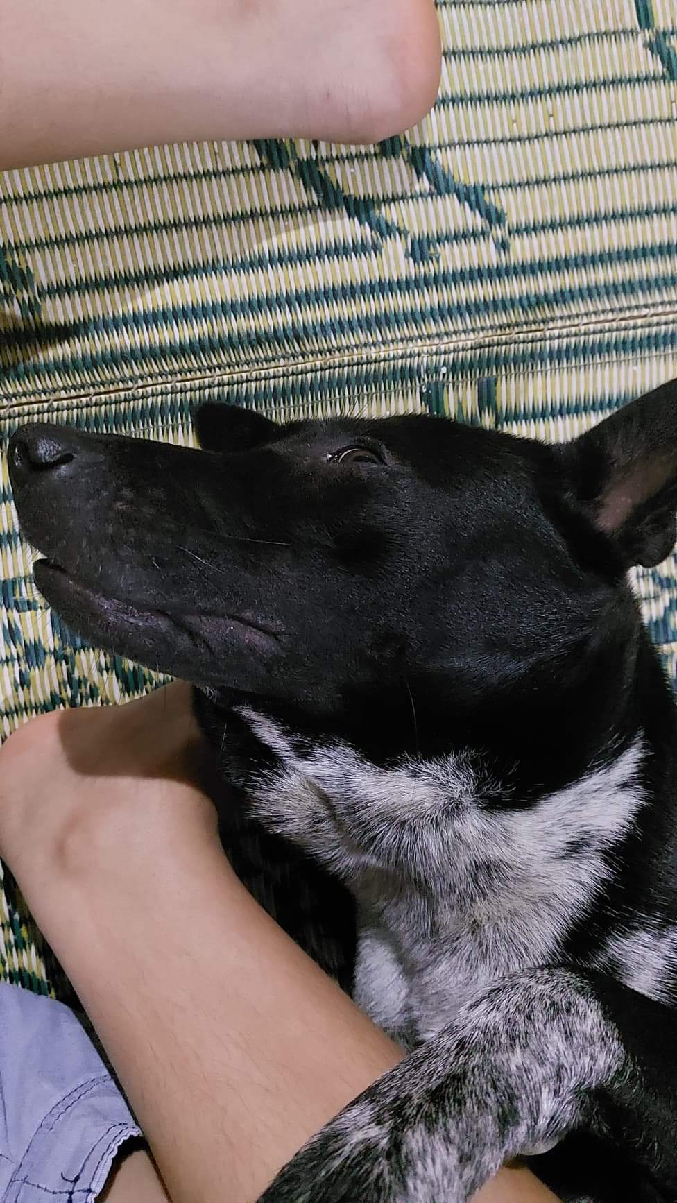 Top Straydog Datasets and Models | Roboflow Universe