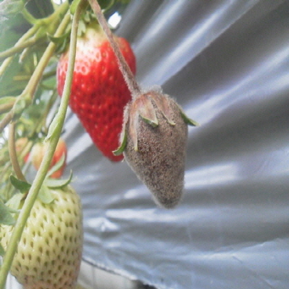 strawberry Object Detection Model by Yau Hin Siu