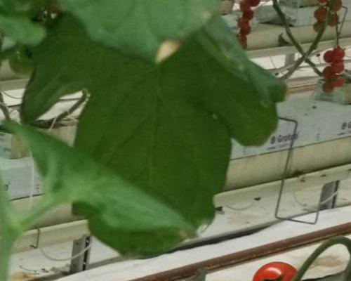 Tomato Detections Object Detection Dataset And Pre Trained Model By Dragexp