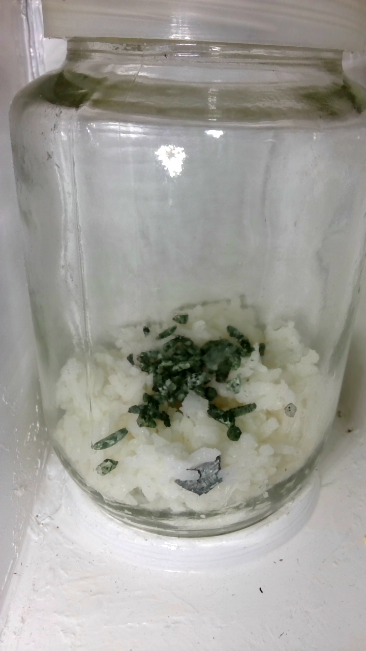 my_mold Object Detection Dataset by new-workspace-tmph4