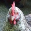 chicken model Object Detection Dataset (v1, 2024-03-07 11:04am) by ...