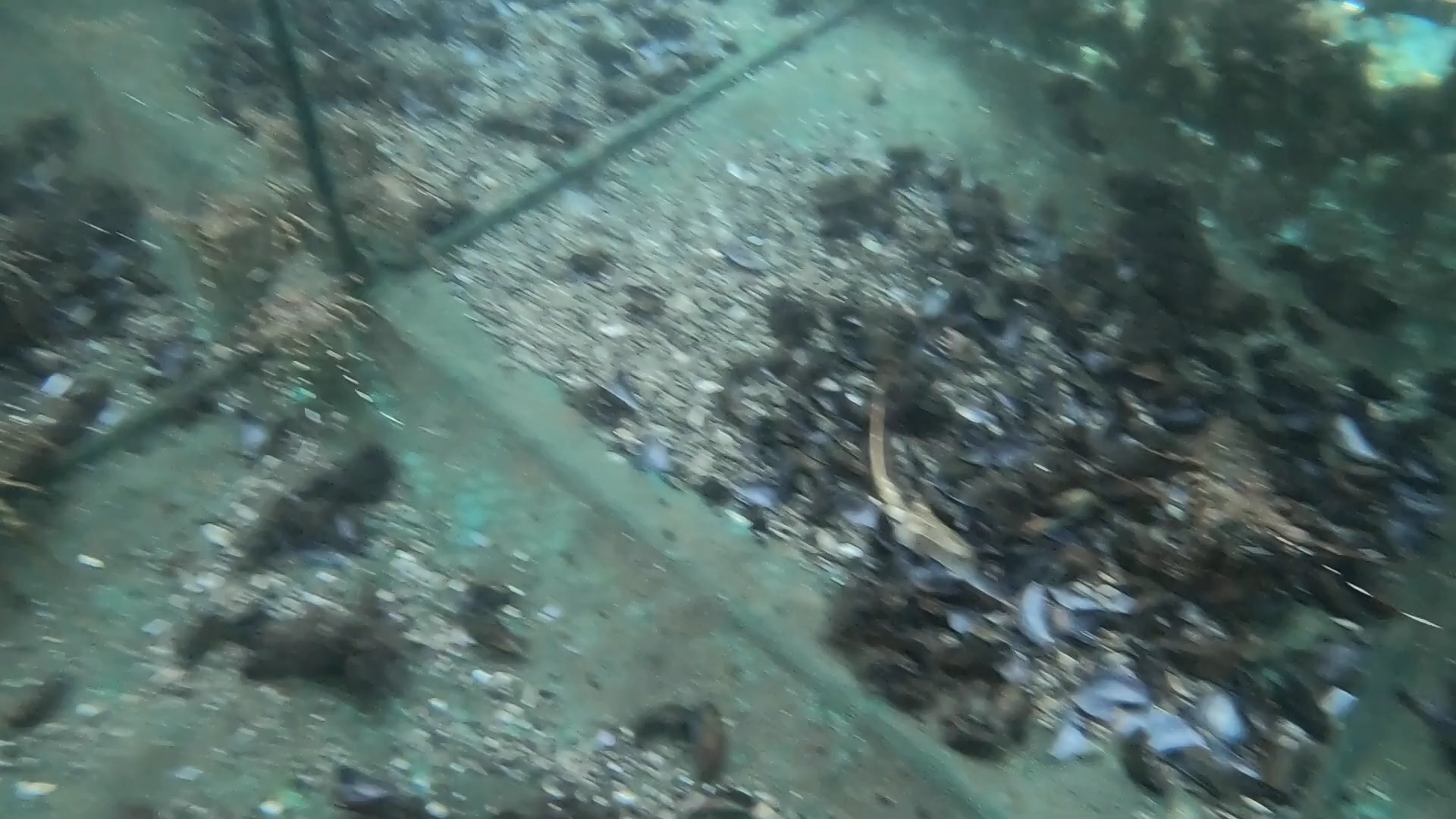 Lster Object Detection Model By Qun Phm Ngc