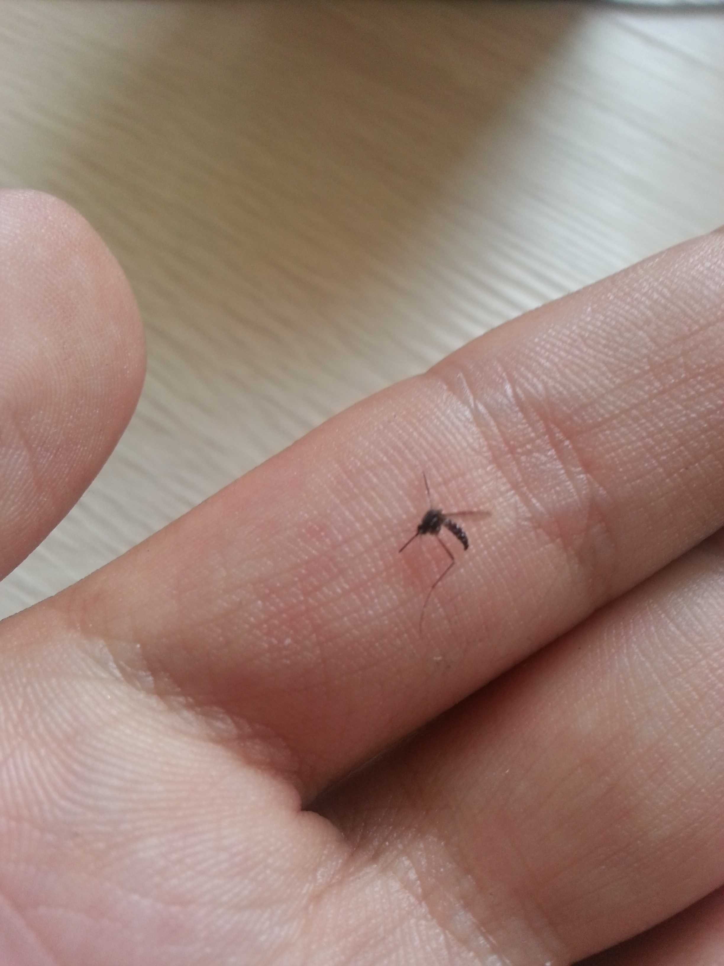 Mosquito Object Detection Dataset by BigDataAnalytics