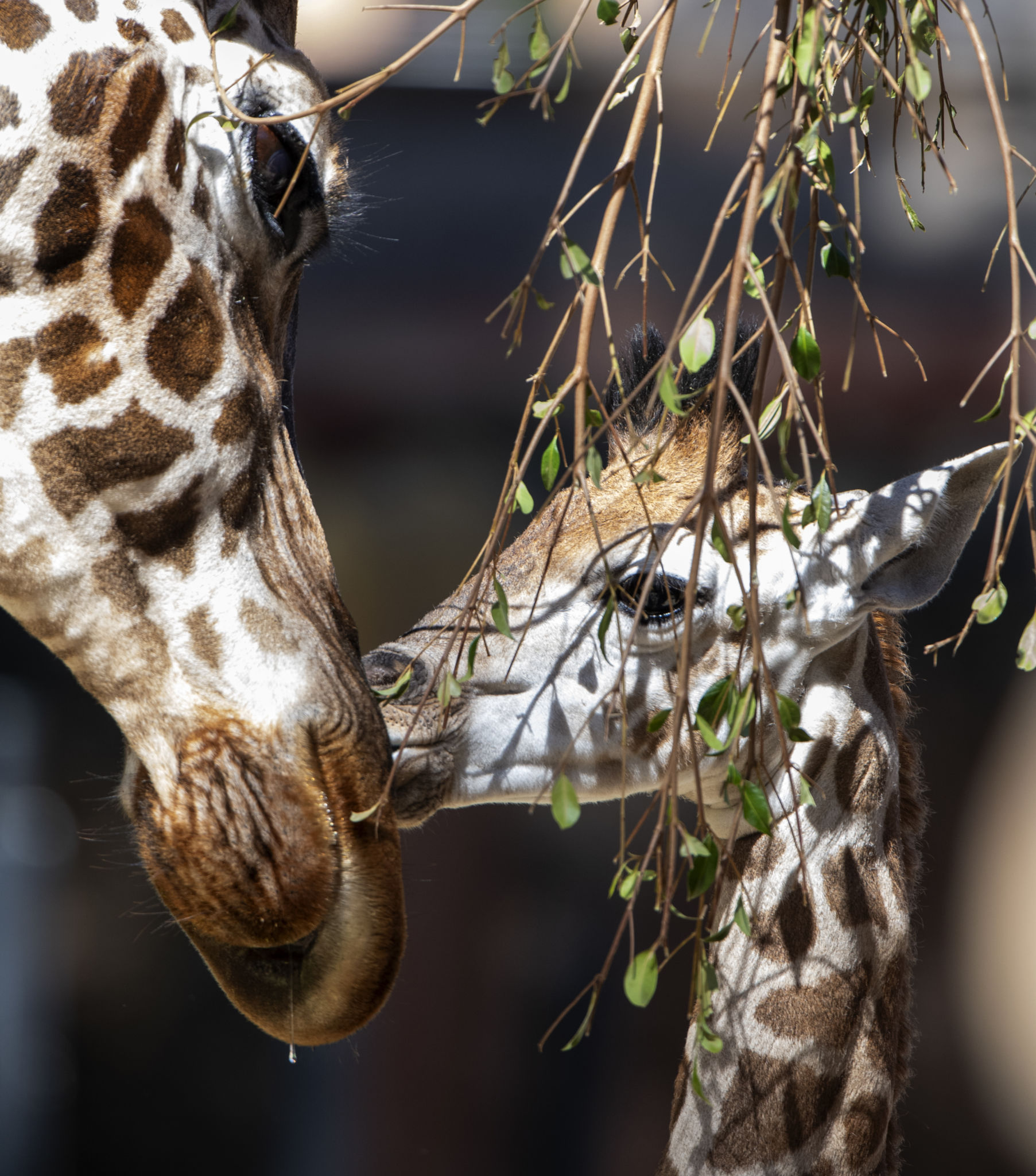 Animal classif Object Detection Dataset by Manuel Guevara