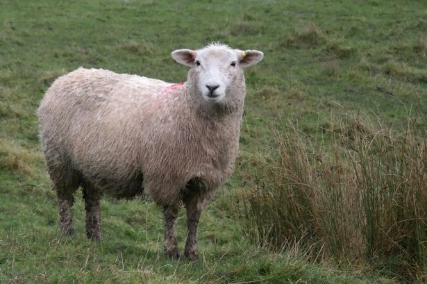 sheep_detection Object Detection Dataset and Pre-Trained Model by moml