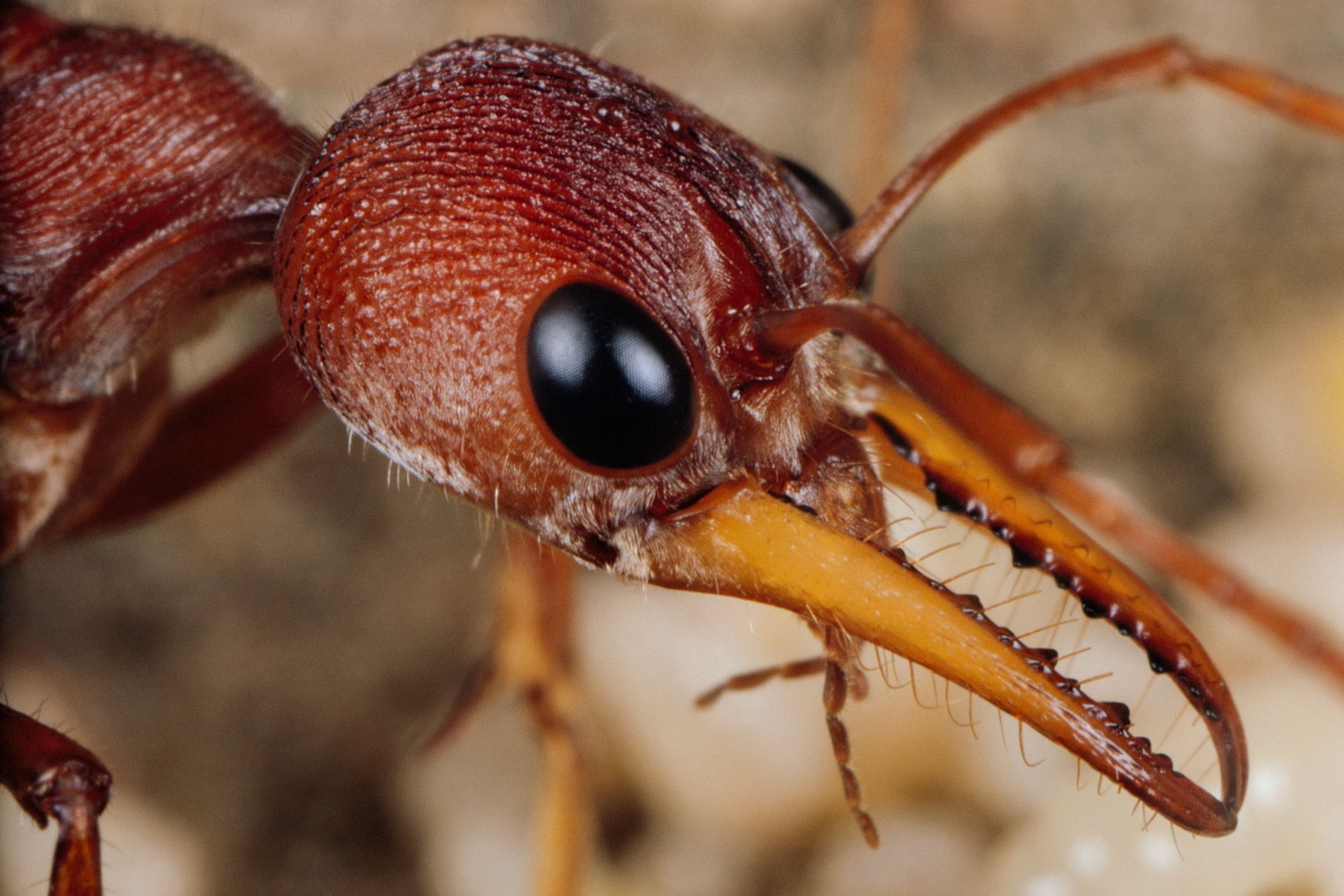ant Object Detection Dataset and Pre-Trained Model by Rasul Muhammad ...