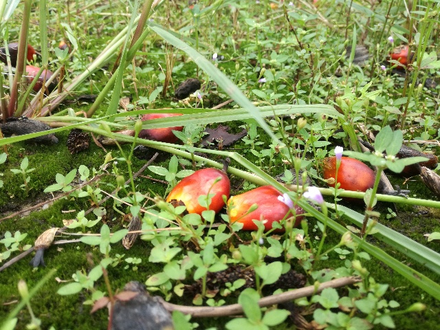 Loose Fruit Object Detection Dataset by Asia Pacific University