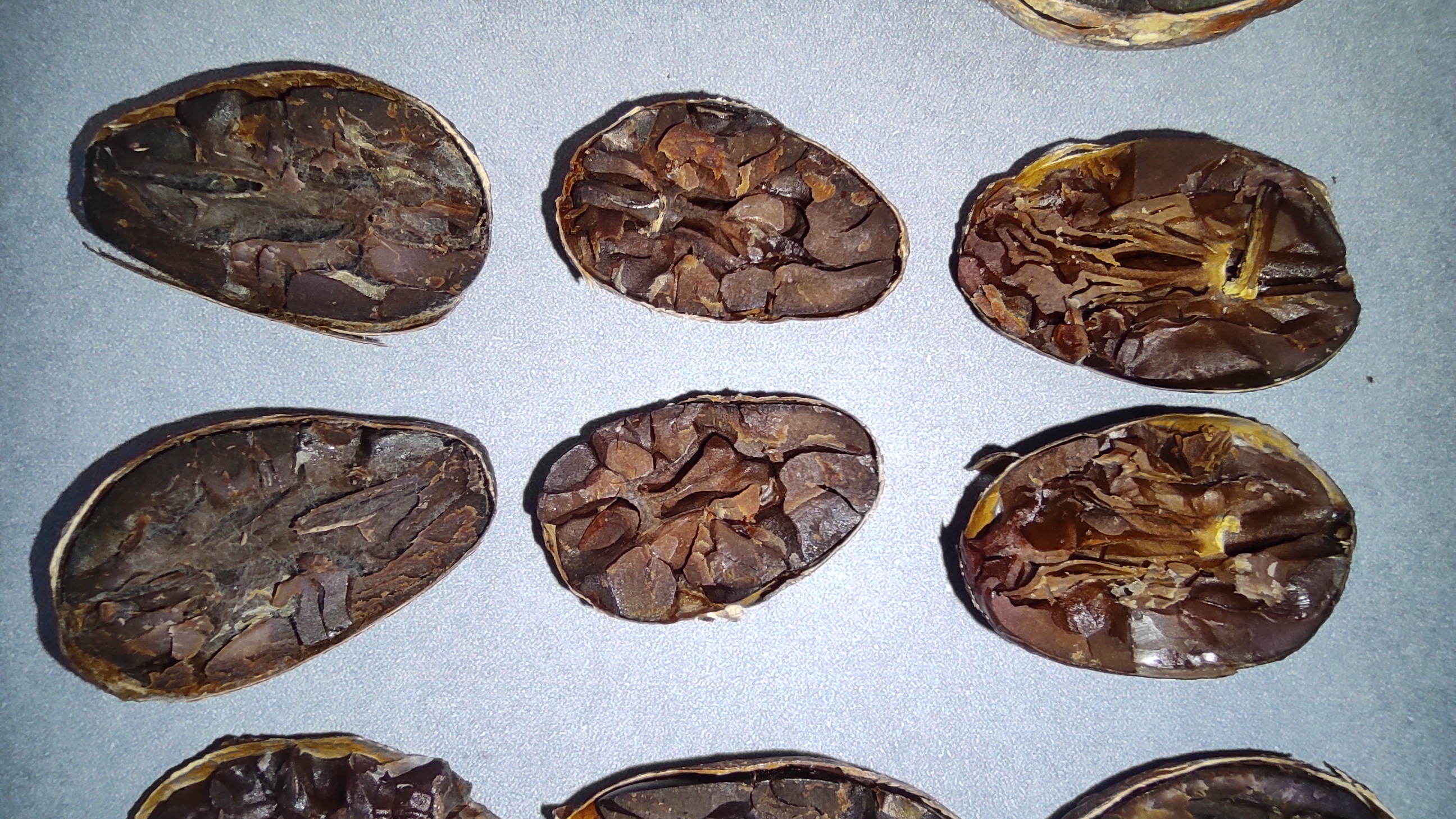 Cacao Classifier Dataset Object Detection Dataset And Pre Trained Model