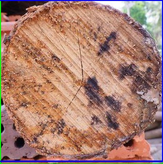 Cross section Object Detection Dataset by Bianca