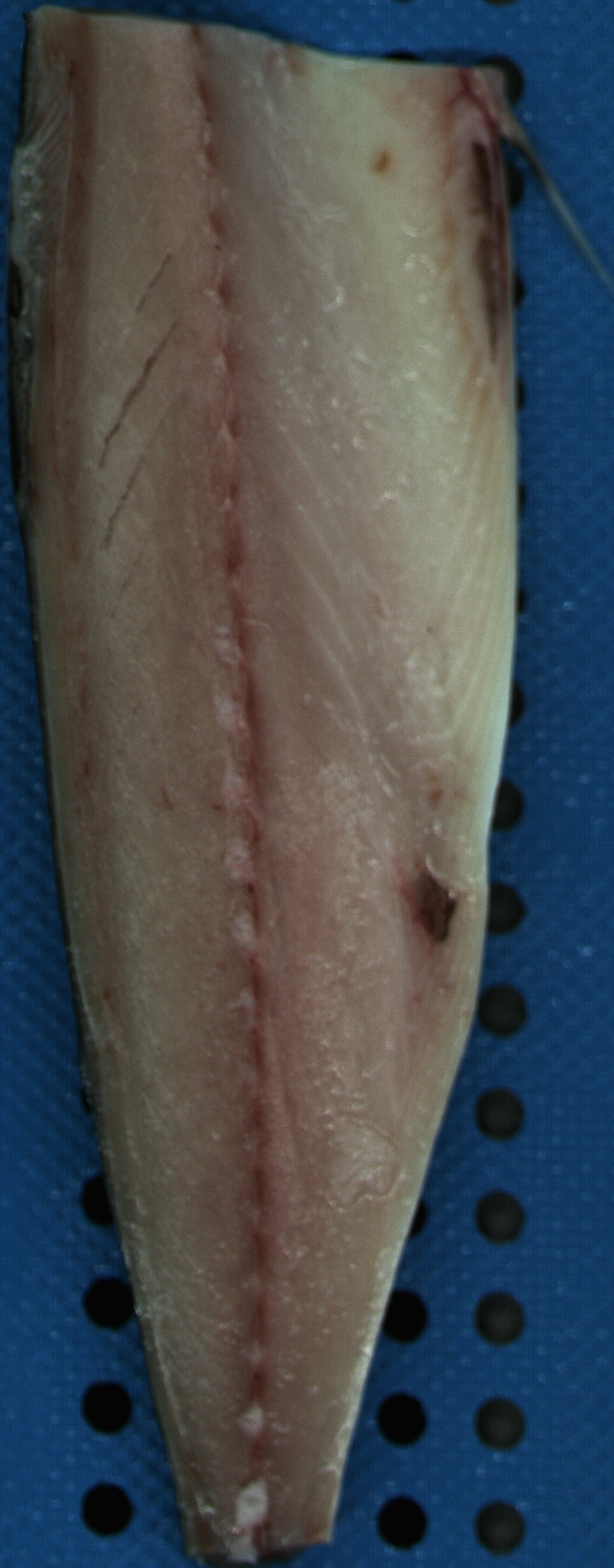 InstanceSegmentation (instancesegmentation-5pps9) - Roboflow Universe