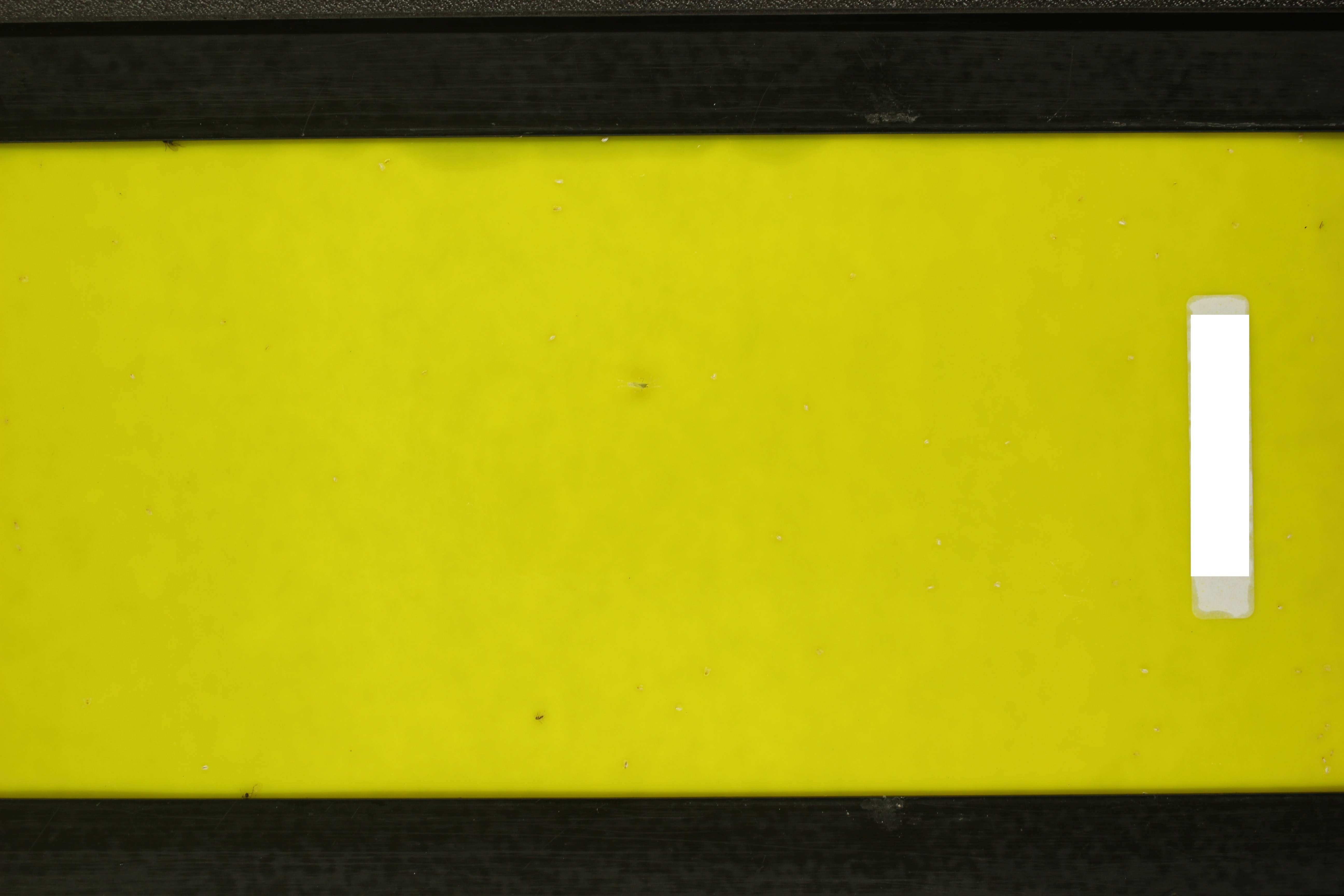 insects_yellow_traps Object Detection Model (v1, 2023-09-25 4:41pm) by atos