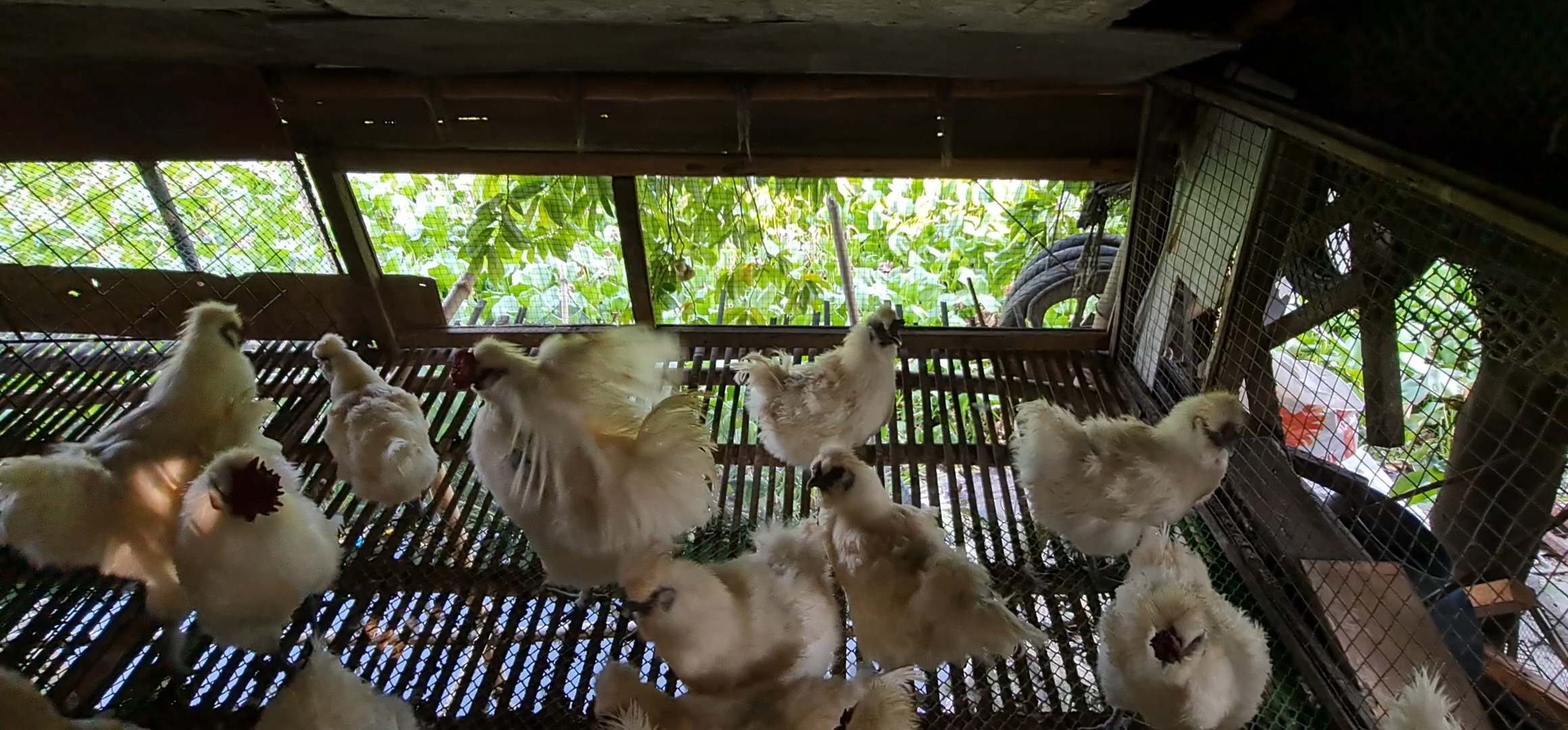 Chicken Real-Time Monitoring Camera Instance Segmentation Dataset and ...