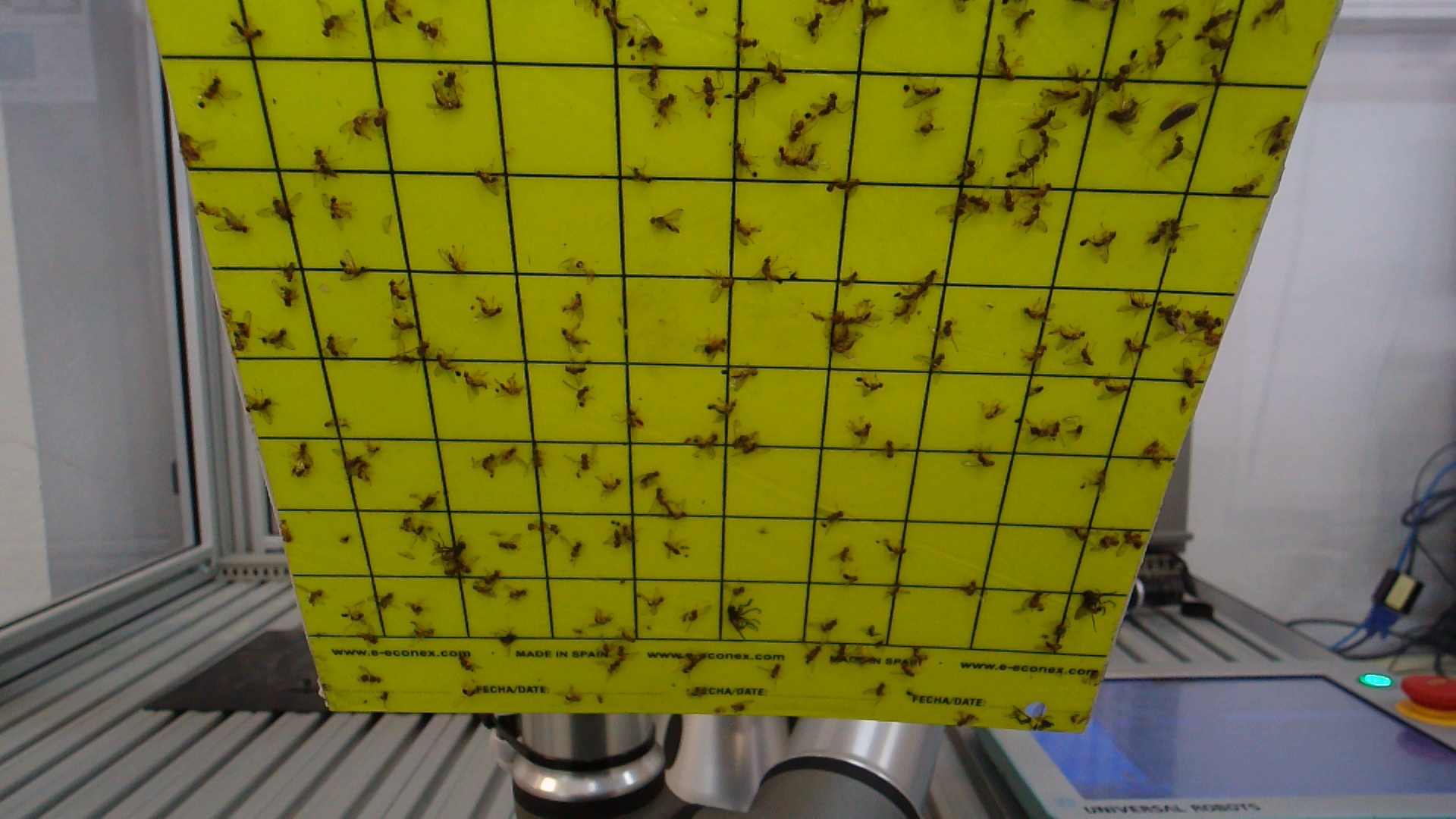Olive Fly Detection Object Detection Dataset by Colaborao IBP Insect Detection