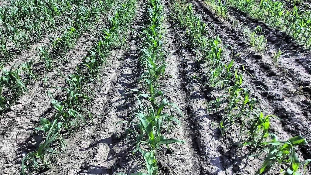 How to Use the row Instance Segmentation API