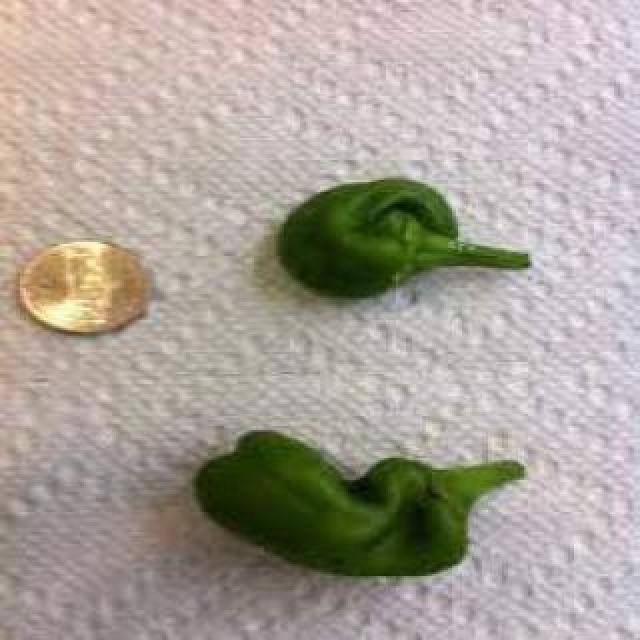 Detection Object Detection Dataset And Pre Trained Model By Testtt