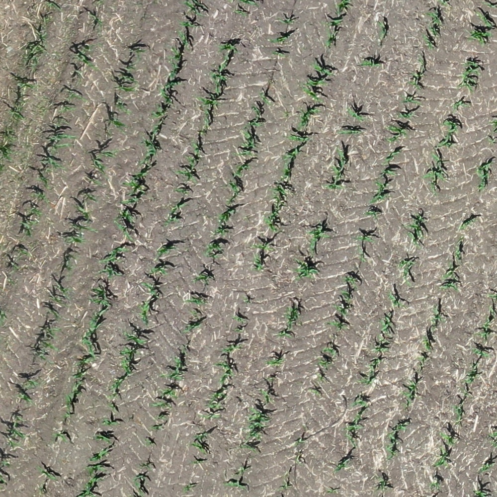 corn Object Detection Dataset by vladimir