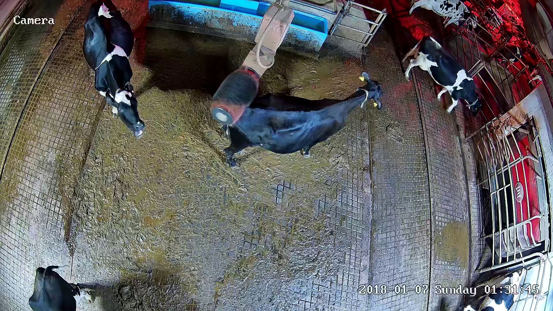 cow2025 Object Detection Dataset by Cow Project Phase 2