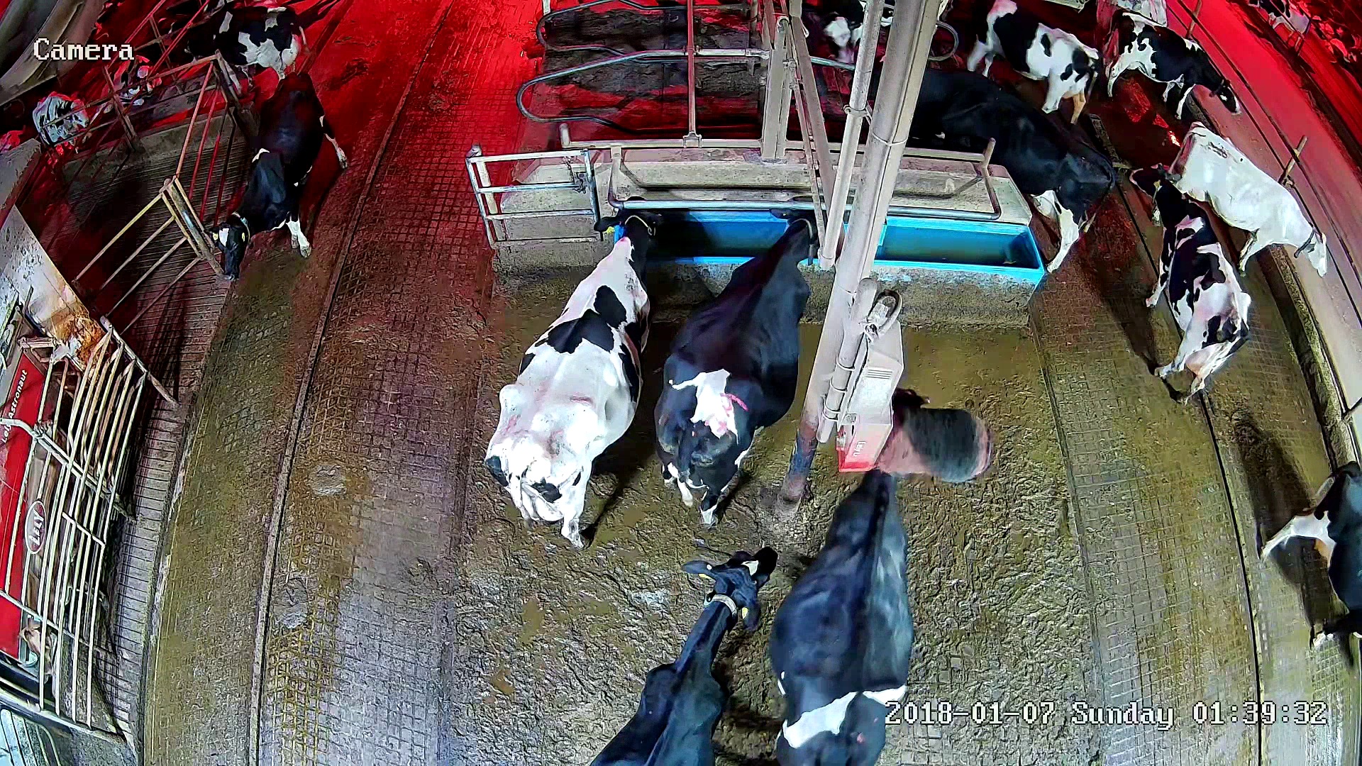 Cow Headbutting and Drinking Object Detection Dataset and Pre-Trained Model by Cow Project Phase 2