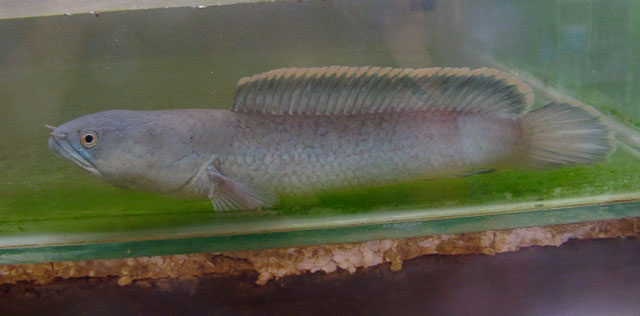 Morfologi Ikan Object Detection Dataset and Pre-Trained Model by ...