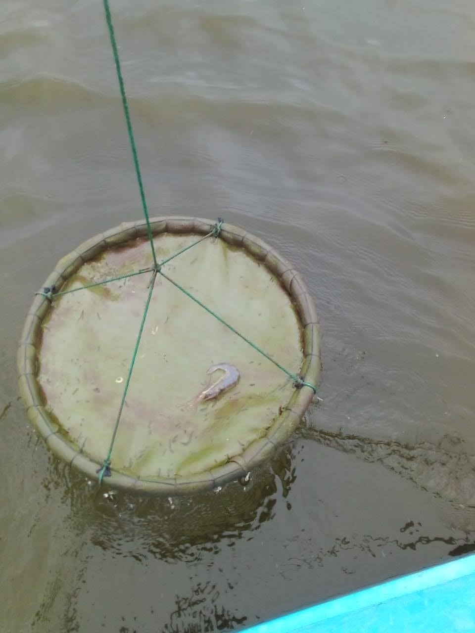 Susan Vera (susan-vera-2aztl) - Roboflow Universe