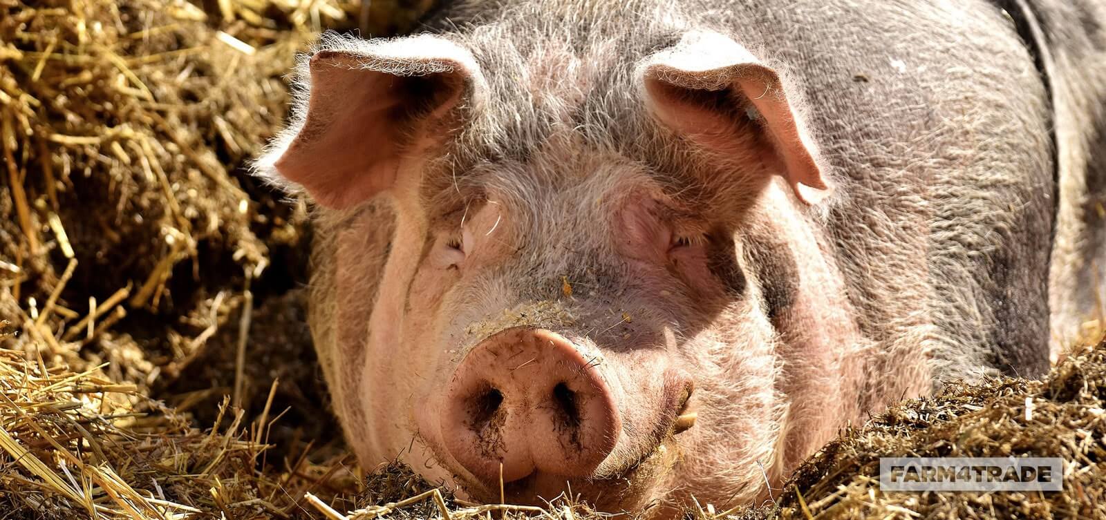 Single Labe Pig Skin Disease F Classification Dataset and Pre-Trained ...