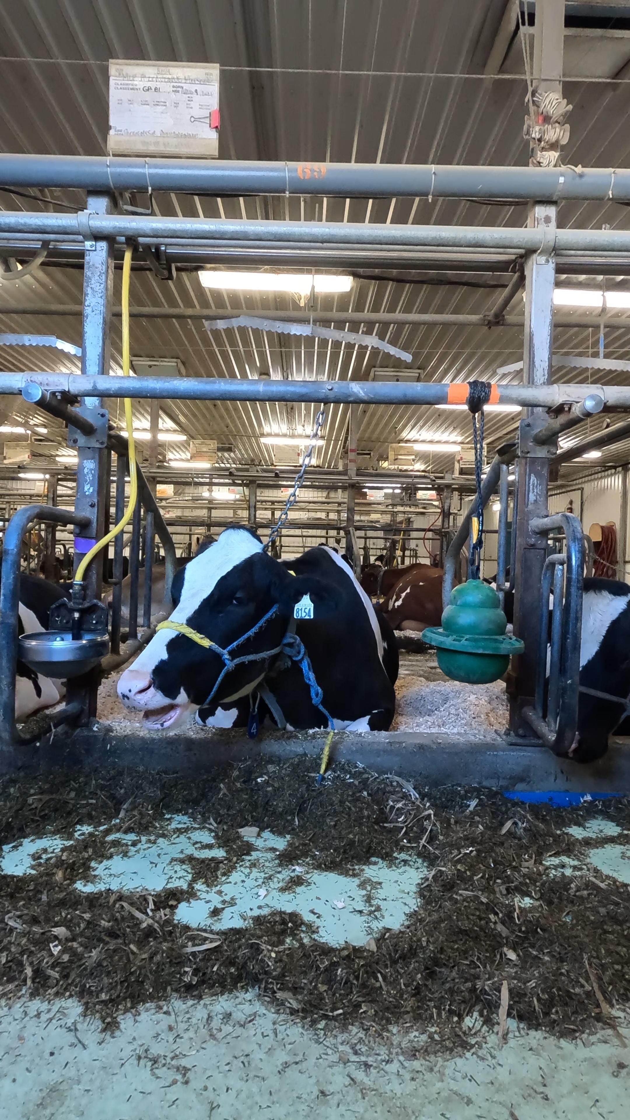 Cows And Bells Object Detection Dataset By Voncarlos