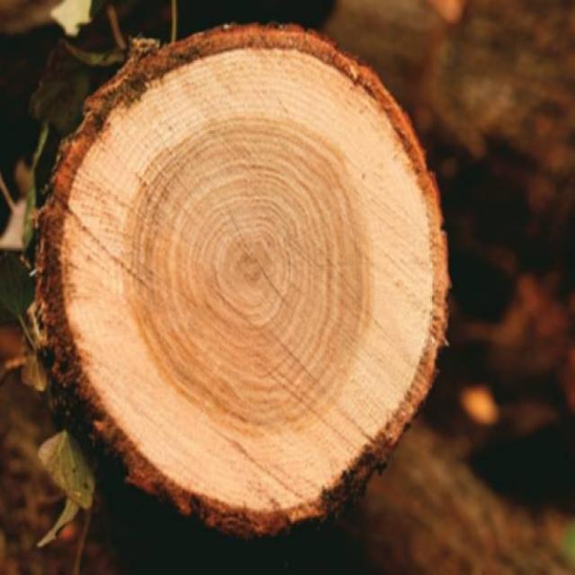 Cross Section Object Detection Model by Cross Section