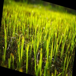 img8_Bermuda grass Object Detection Dataset by college