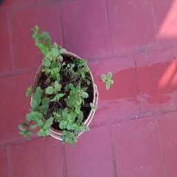 Mint leaf detection Object Detection Model by college