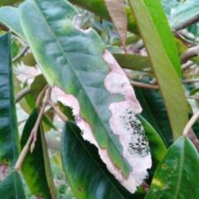 Project_Yolo-seg Instance Segmentation Dataset by trong