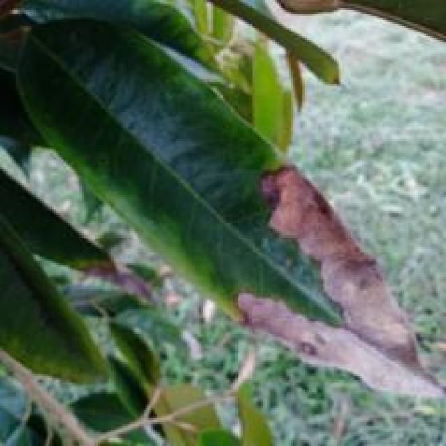 My First Project Instance Segmentation Dataset by trong