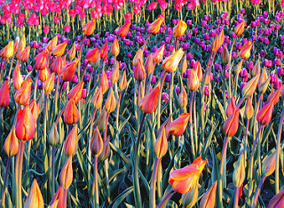 tulip Object Detection Dataset by jie zhang