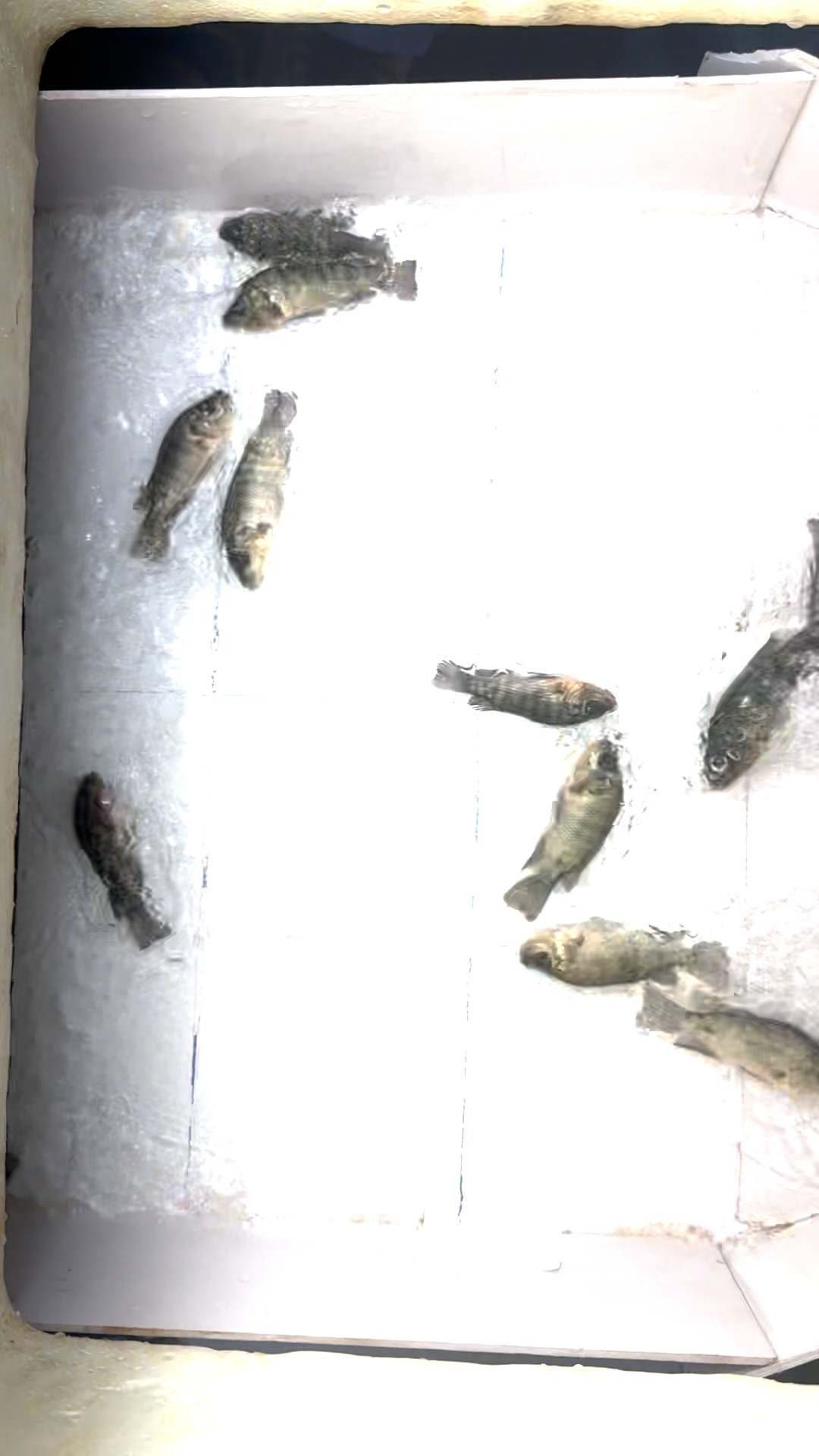 tilapia 800 Object Detection Dataset and Pre-Trained Model by tilapia100 2